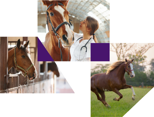 Equine Pharmacy | Get Horse Medicine Delivered - Mixlab