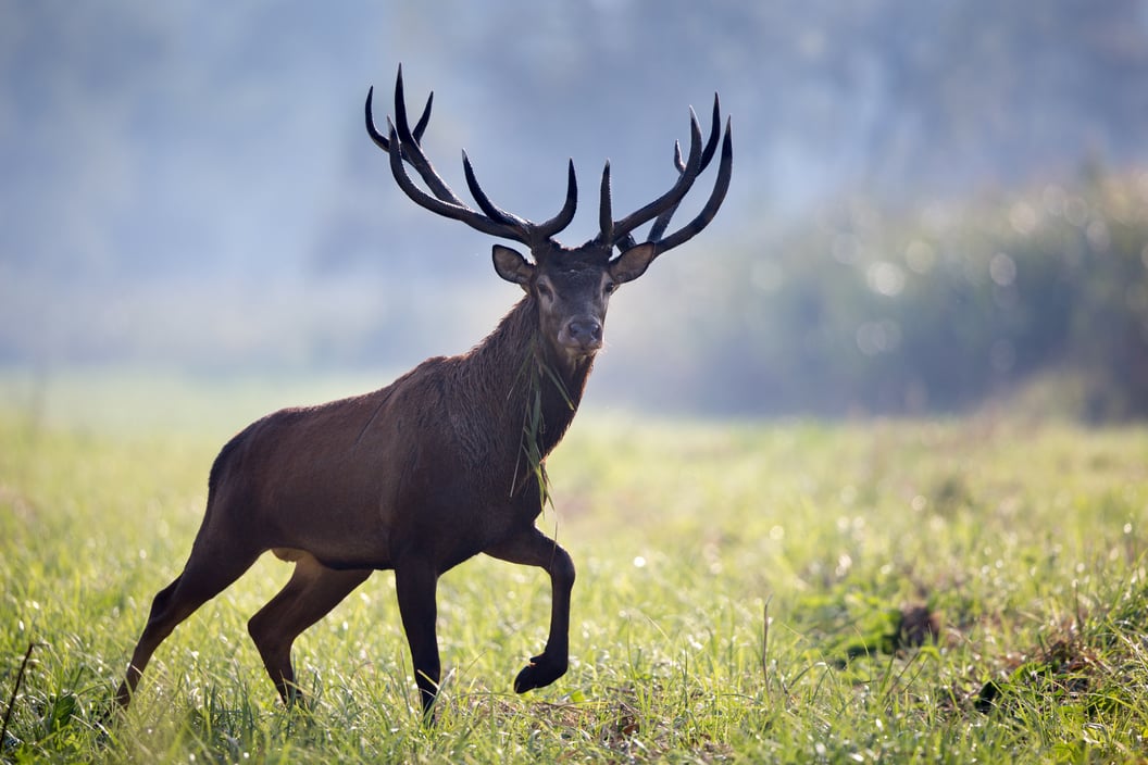 Three Types of Animal Restraint Techniques | Mixlab
