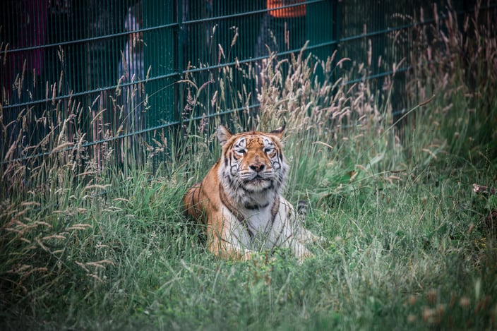 Animal Capture Techniques | Mixlab