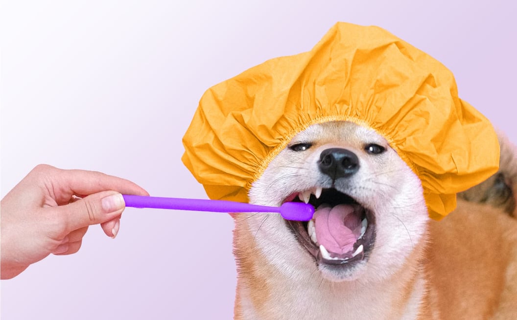 How to Choose the Right Pet Medication Flavoring