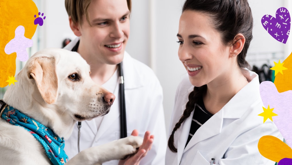 5 Veterinary Management Tips for Success | Mixlab