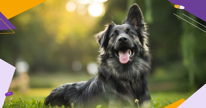 Comparing Prednisone vs. Prednisolone for Cats & Dogs