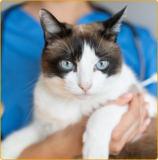Feline Infectious Peritonitis (FIP) Medication - GS-441524 - Mixlab