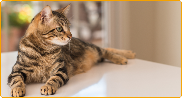 Feline Infectious Peritonitis (FIP) Medication - GS-441524 - Mixlab