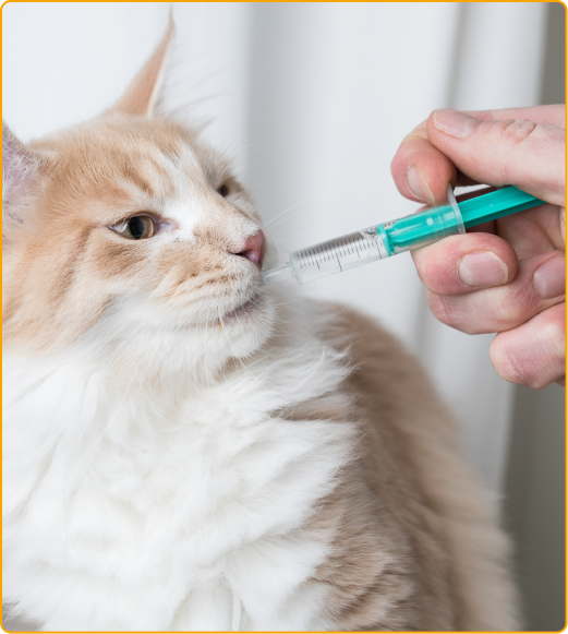 Feline Infectious Peritonitis (FIP) Medication - GS-441524 - Mixlab