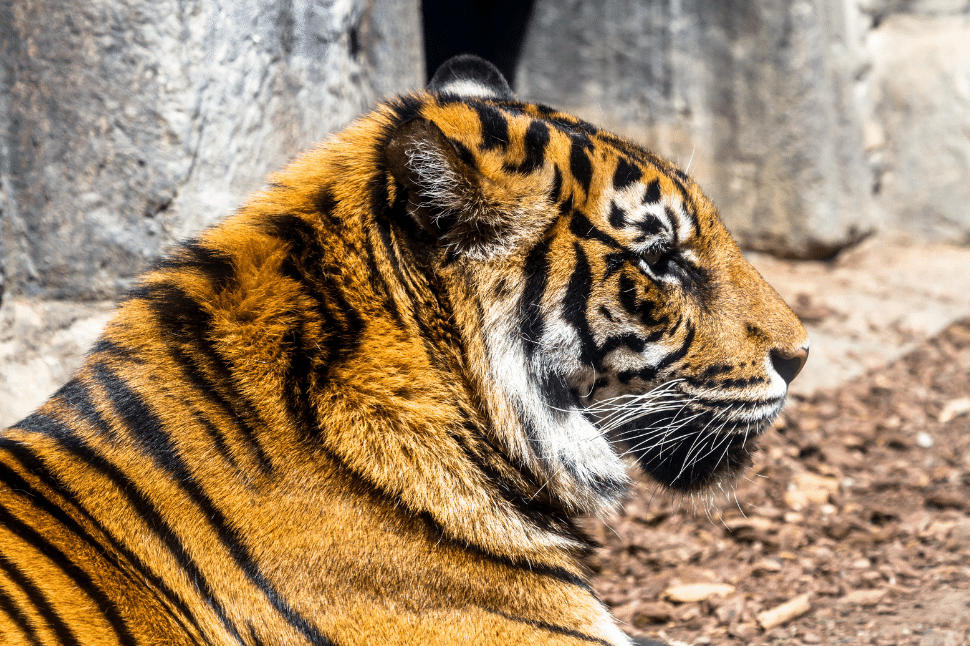 Anesthesia, Sedation and Chemical Restraint of Wildlife | Mixlab