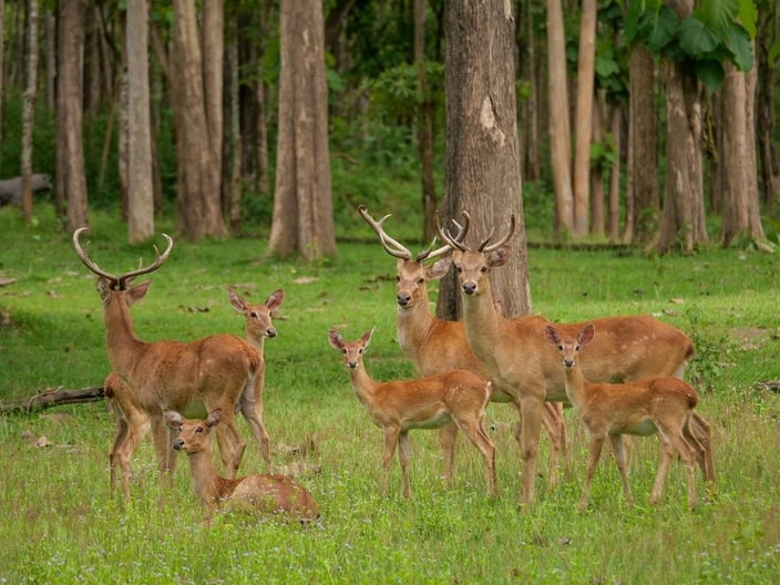 Capture Myopathy in Deer During Capture and Chemical Immobilization