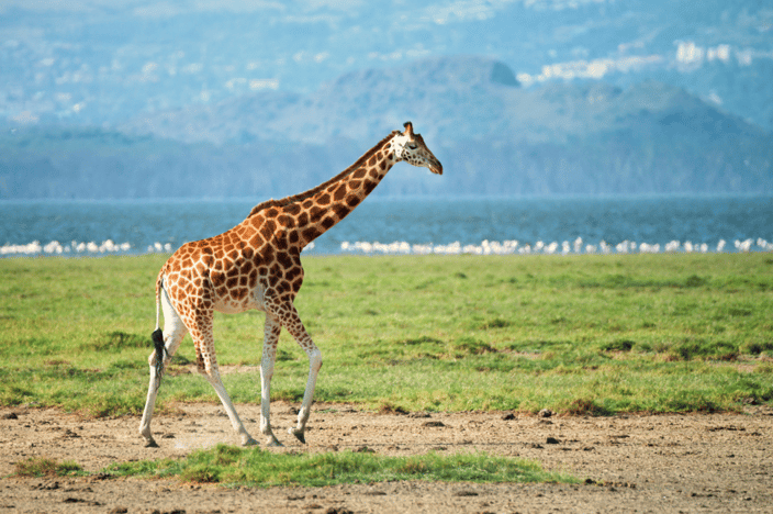 Anesthesia, Sedation and Chemical Restraint of Wildlife | Mixlab