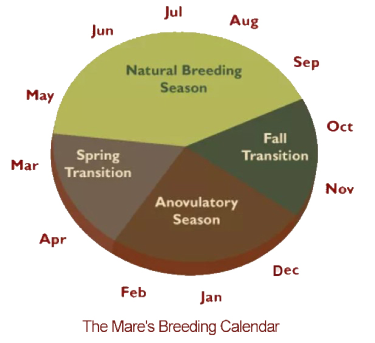 Understanding the Mare's Breeding Cycle Chart