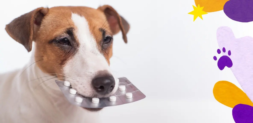Compound Medication for Pets | Mixlab