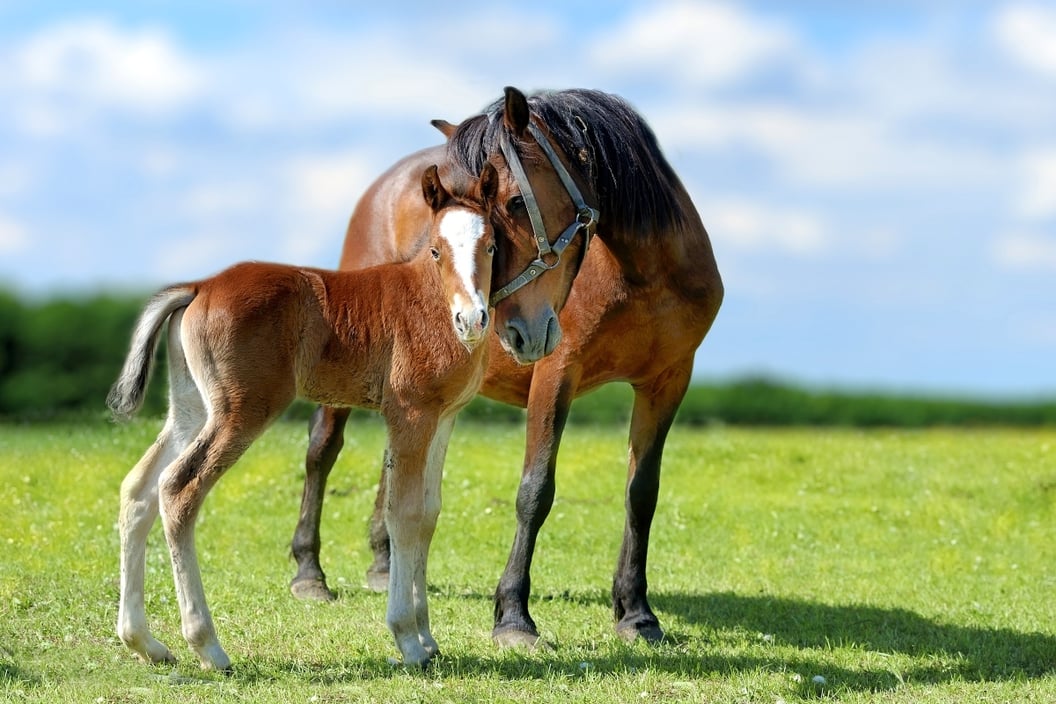 Understanding the Mare's Estrous Cycle Chart