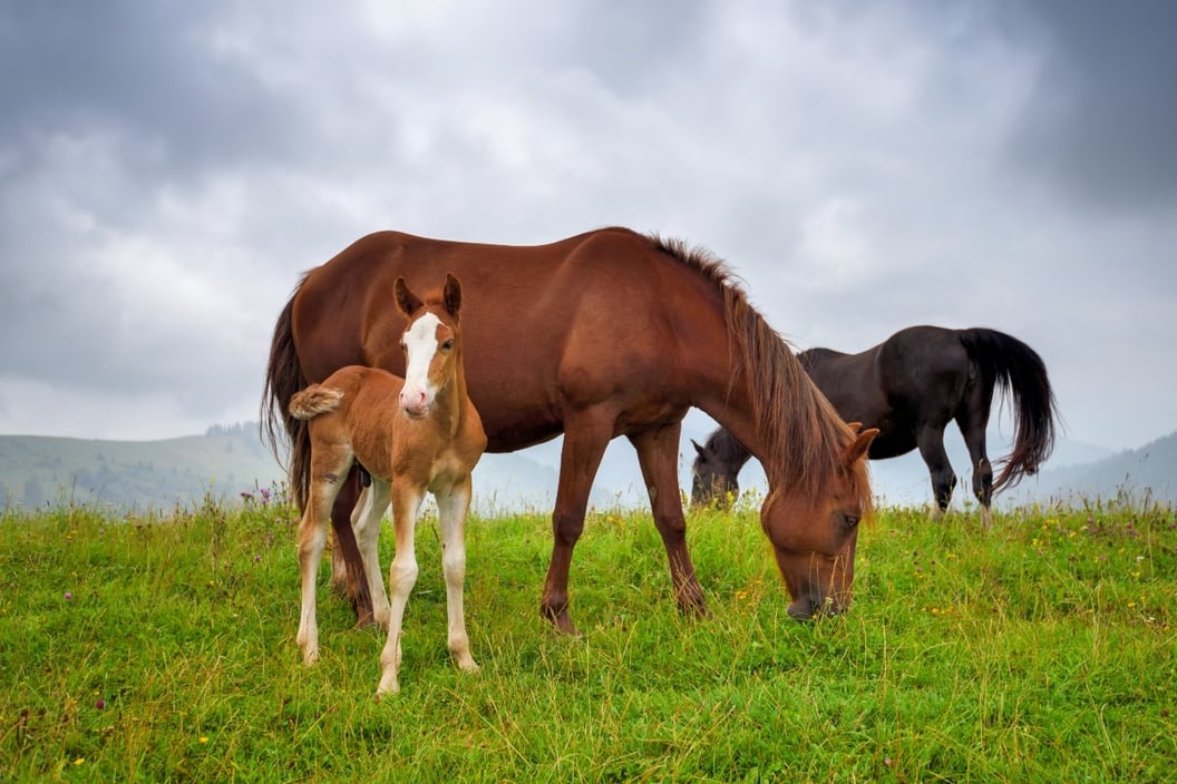 Gestation Stages of the Mare
