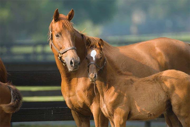 What is the Best Age to Breed a Mare?