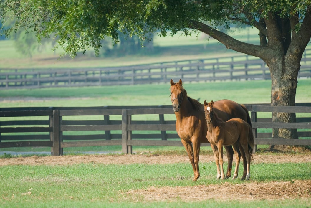 Mare Follicle Size During Ovulation