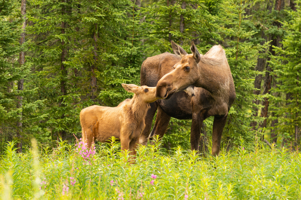What Drug is Used to Tranquilize Animals?