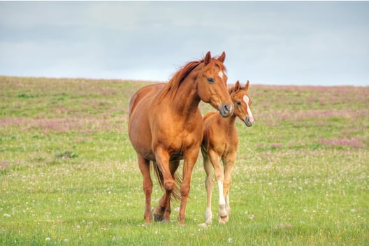 Understanding the Mare's Estrous Cycle Chart