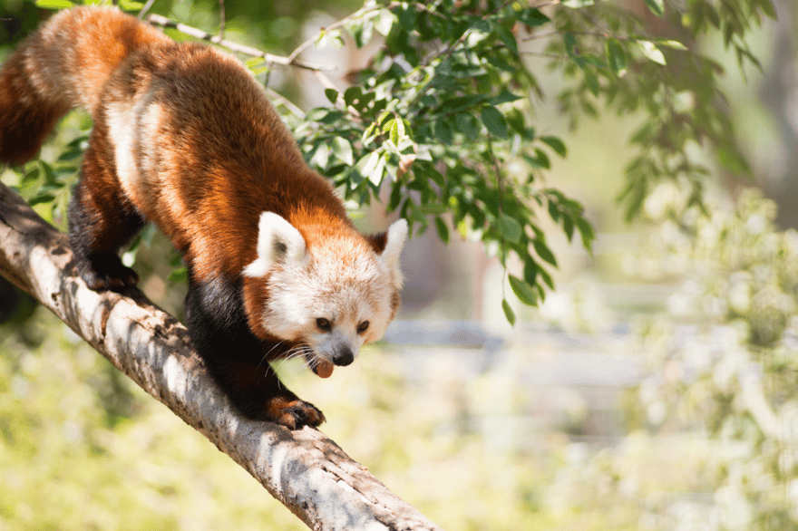 Three Types of Animal Restraint Techniques | Mixlab