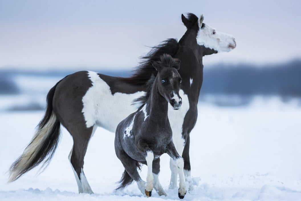 Prostaglandin Injection For Mares