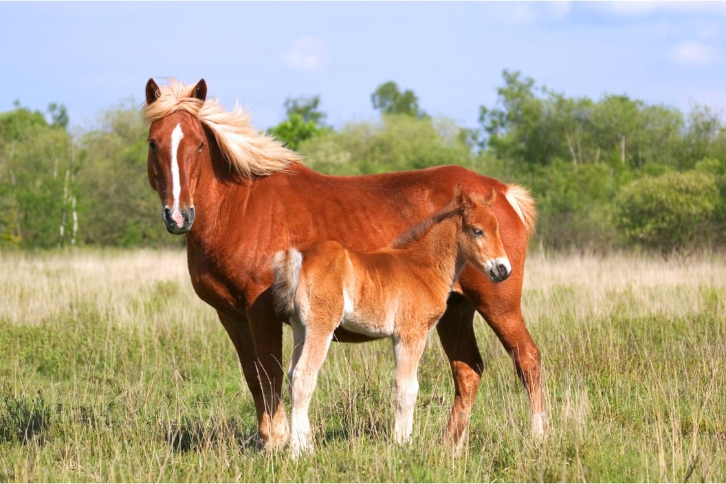 Gestation Stages of the Mare