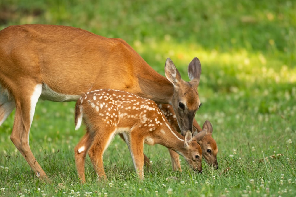 How to Use Deer Tranquilizer for Immobilization & Sedation