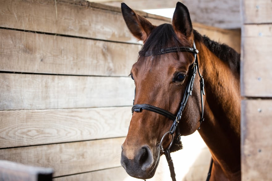 Common Racehorse Injuries: Signs, Treatments, & Recovery