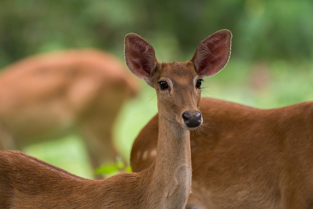 How to Use Deer Tranquilizer for Immobilization & Sedation