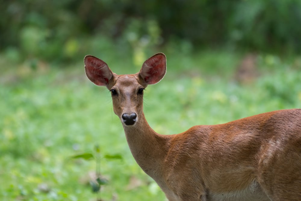 How to Use Deer Tranquilizer for Immobilization & Sedation