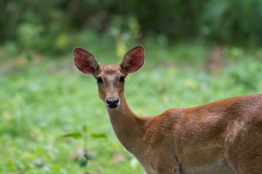 How to Use Deer Tranquilizer for Immobilization & Sedation