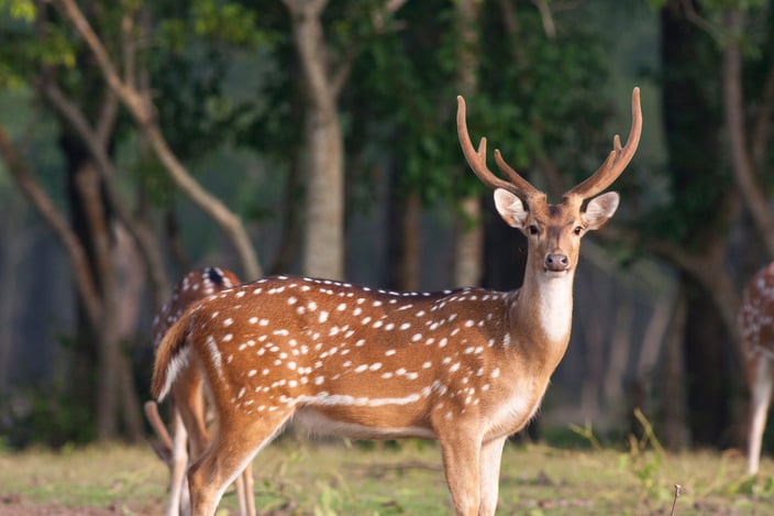 Animal Capture Techniques | Mixlab