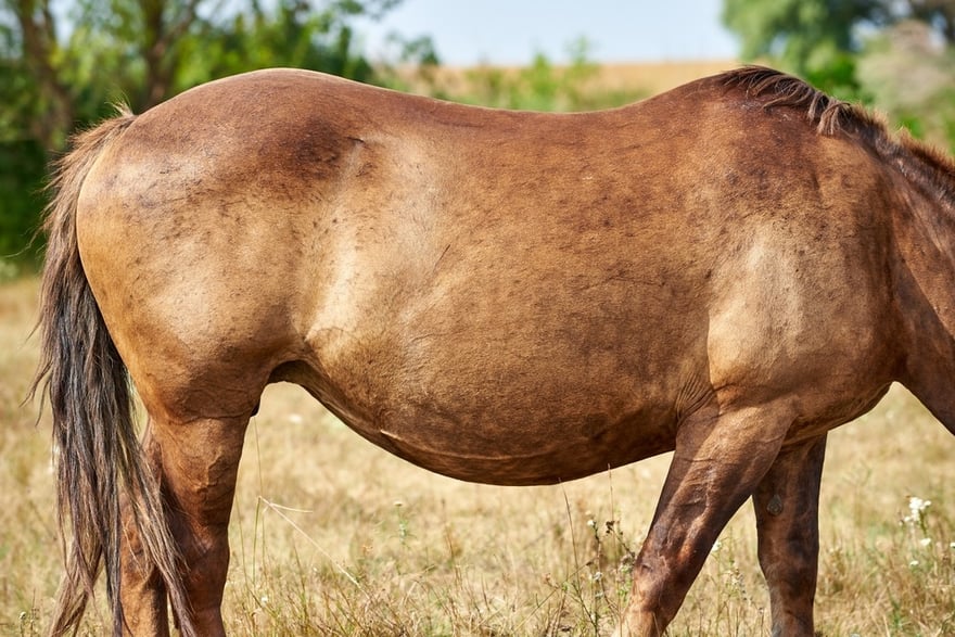 How to Identify & When to Treat Horse Pregnancy Symptoms