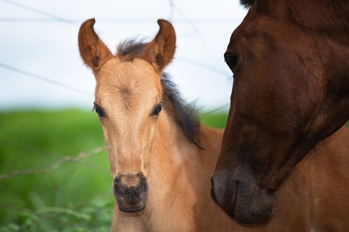 Gestation Length in the Maiden Mare