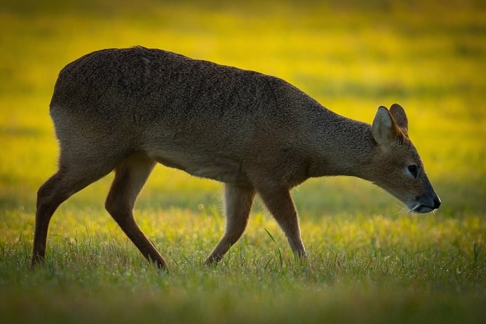 How to Use Deer Tranquilizer for Immobilization & Sedation