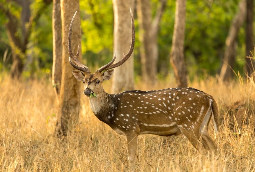 Animal Capture Techniques | Mixlab