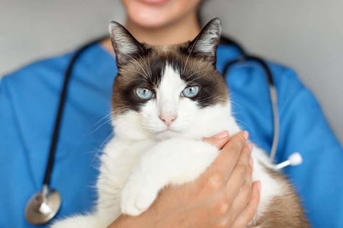 How to Identify and Treat Common Symptoms of Cat Asthma