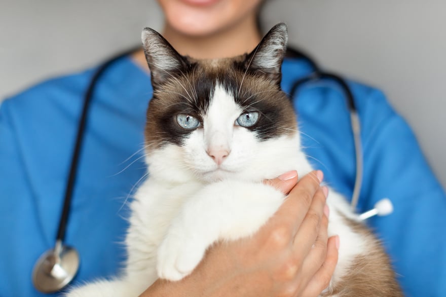 How to Identify and Treat Common Symptoms of Cat Asthma