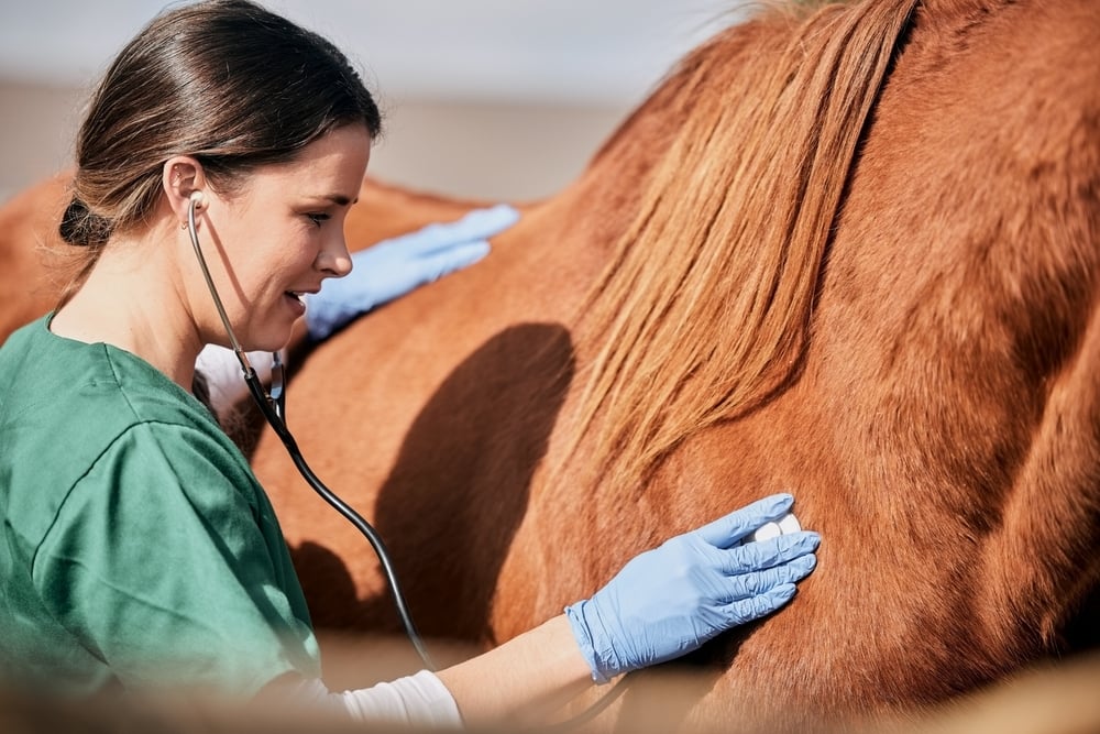Detomidine for Horses: A Superior Solution for Sedation