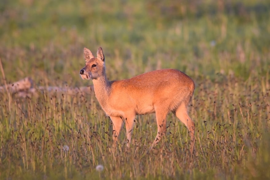 How to Use Deer Tranquilizer for Immobilization & Sedation