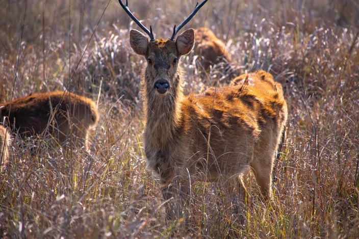 Do Zoos Capture Animals? | Mixlab