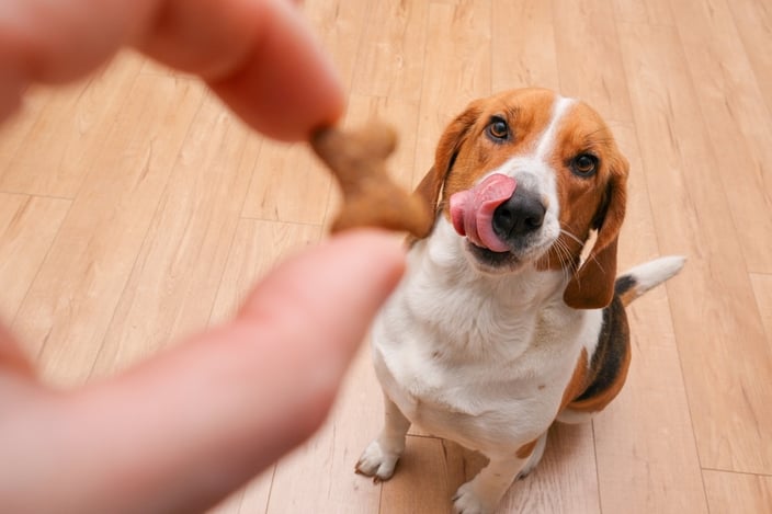 What is Prednisolone Used for in Dogs? Tips for Veterinarians