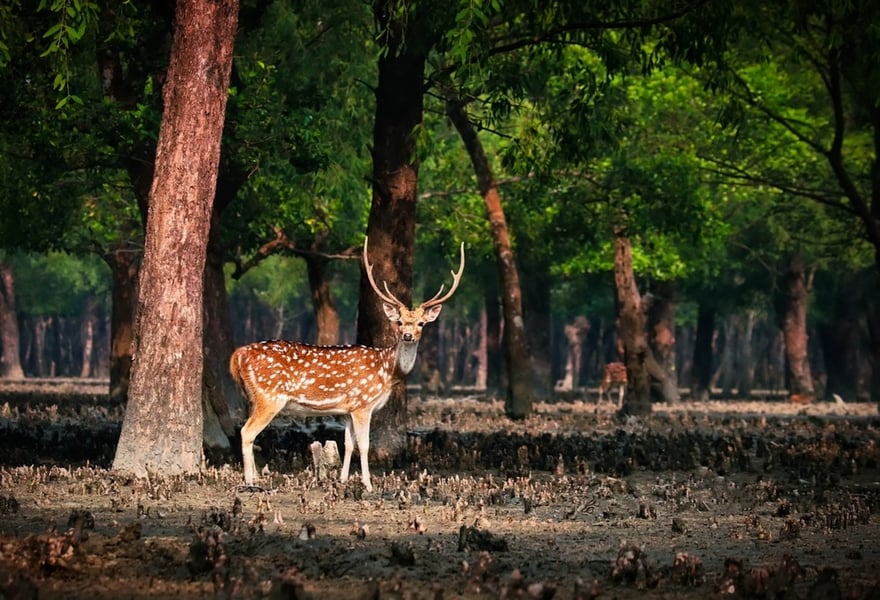 Animal Capture Techniques | Mixlab