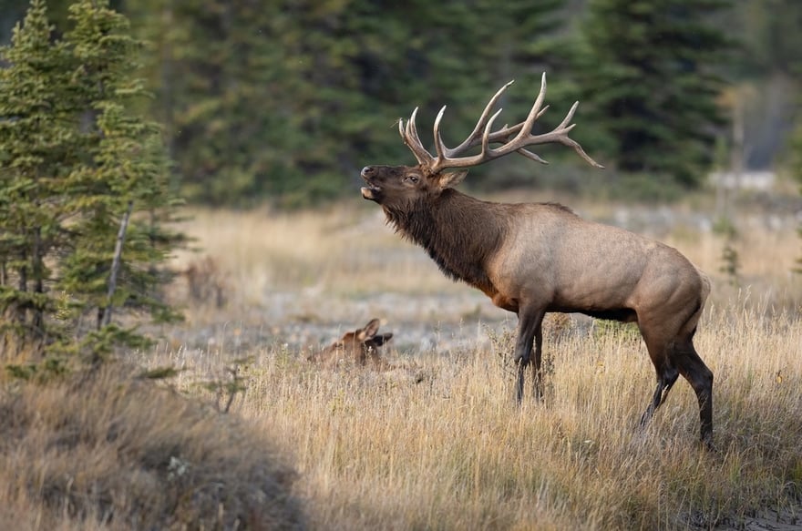 Animal Capture Techniques | Mixlab