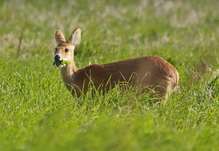 Deer Chemical Immobilization and Sedation