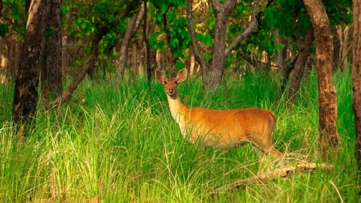 Vomiting in Axis Deer During Capture and Chemical Immobilization