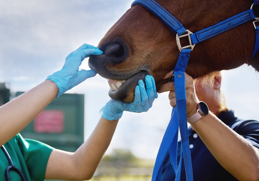 Common Racehorse Injuries: Signs, Treatments, & Recovery