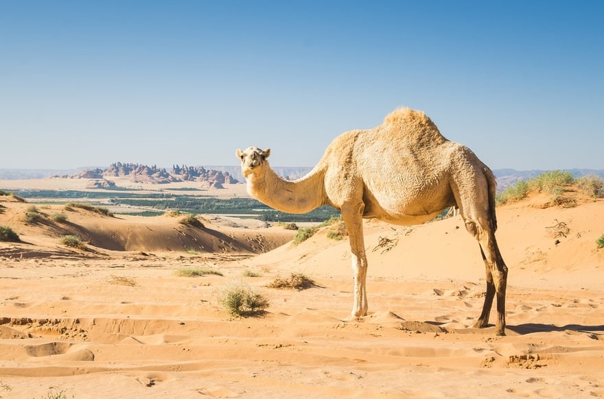 Animal Capture Techniques | Mixlab