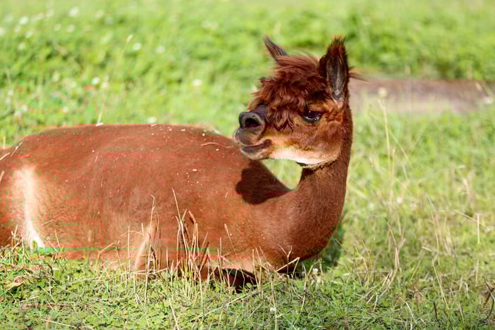 Animal Capture Techniques | Mixlab