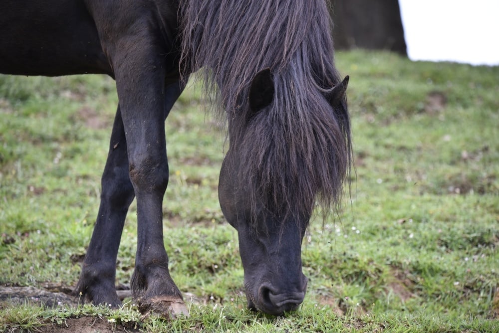 Cushing’s Disease: How Pergolide for Horses Can Help