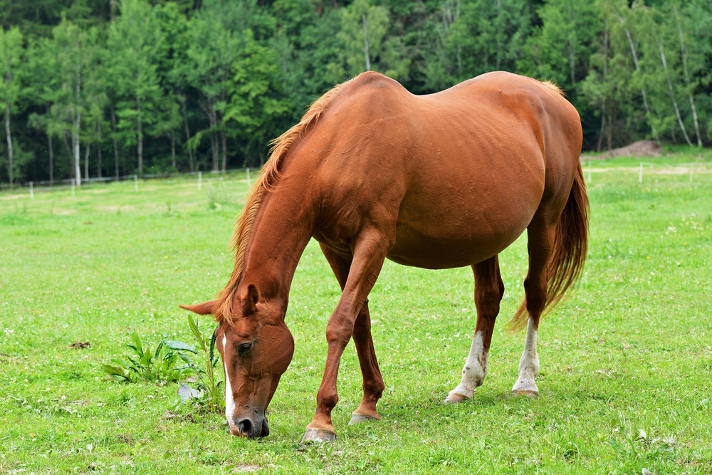 Cushing’s Disease: How Pergolide for Horses Can Help