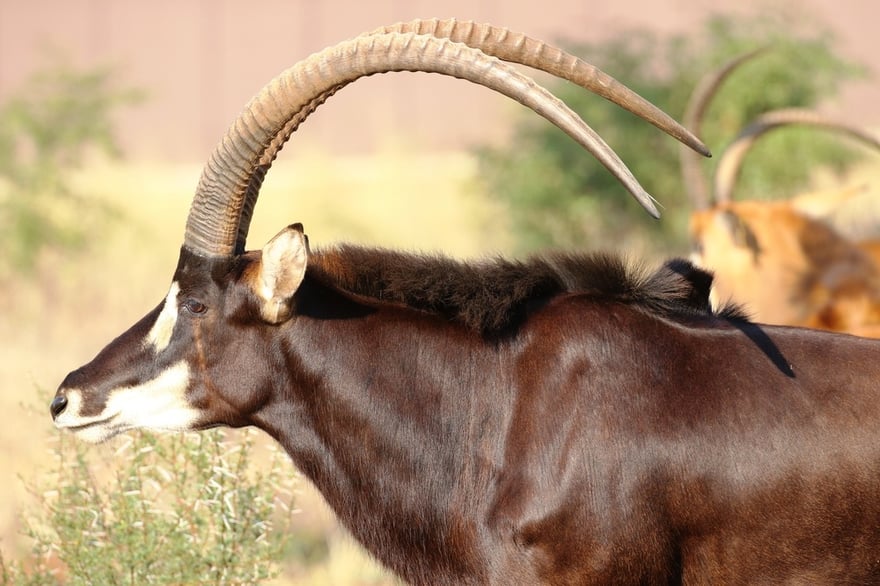 Deer Chemical Immobilization and Sedation