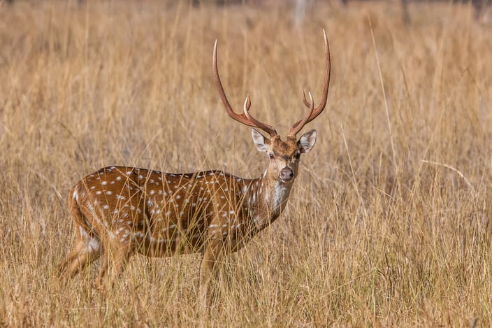 Animal Capture Techniques | Mixlab